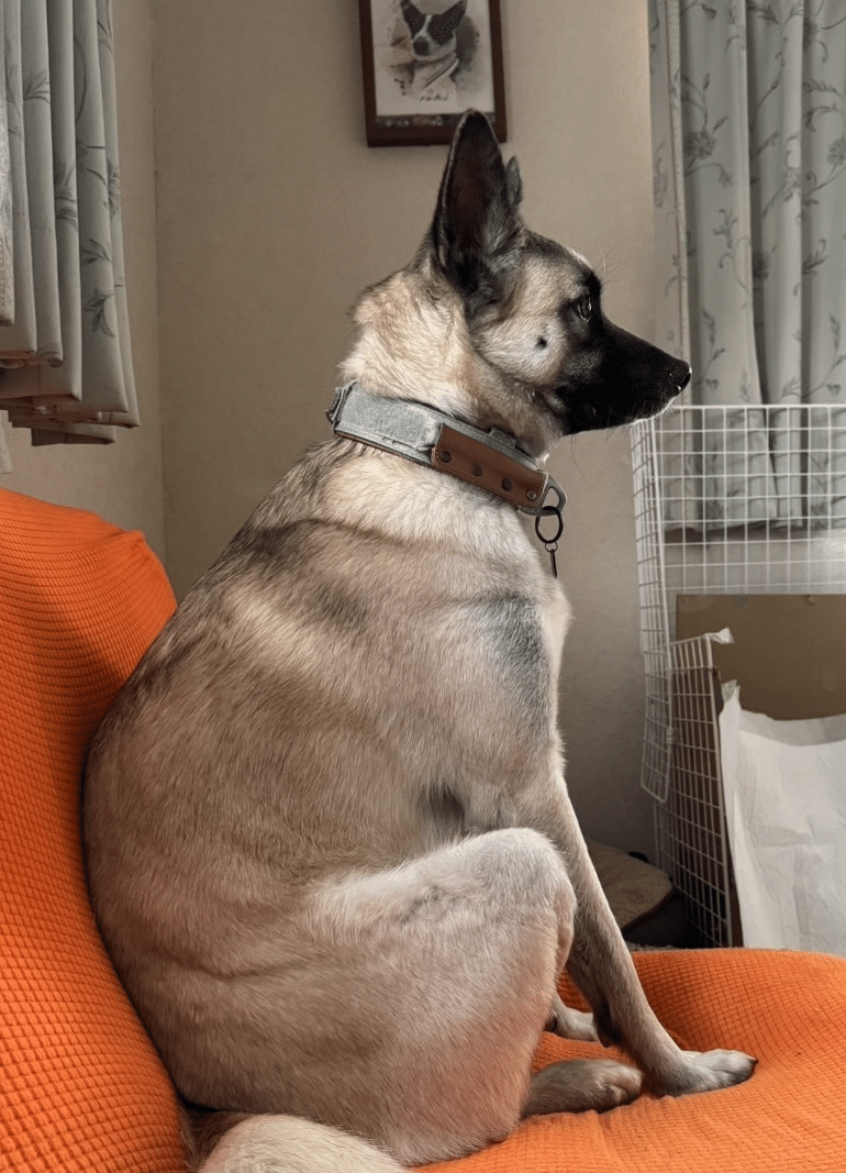 ラミが教えてくれた保護犬との幸せな暮らし｜ダンデライオン＠保護犬広め隊｜保護MIX2匹+保護ハスキー+3代目ボーダーとの暮らし｜金曜日朝投稿