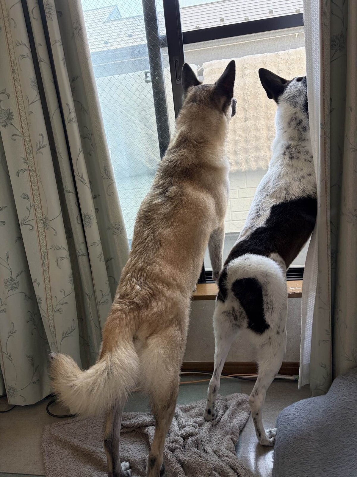ラミが教えてくれた保護犬との幸せな暮らし｜ダンデライオン＠保護犬広め隊｜保護MIX2匹+保護ハスキー+3代目ボーダーとの暮らし｜金曜日朝投稿