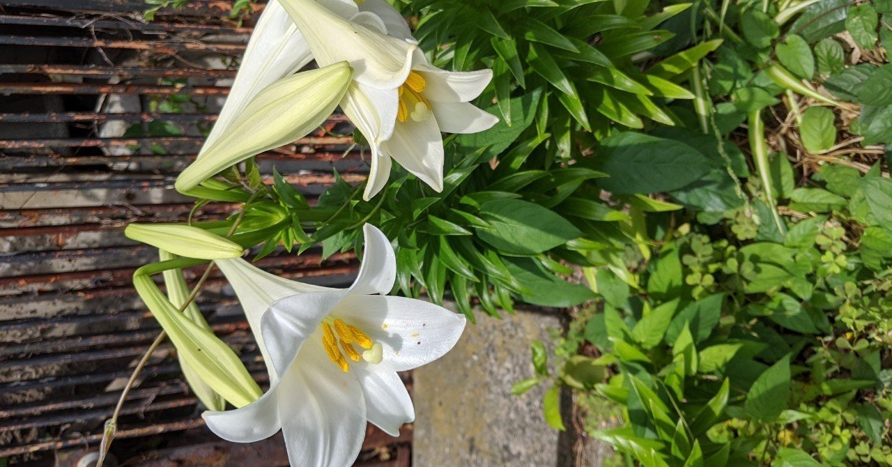 愛をしたいから｜cosmic gypsy ゆか｜note