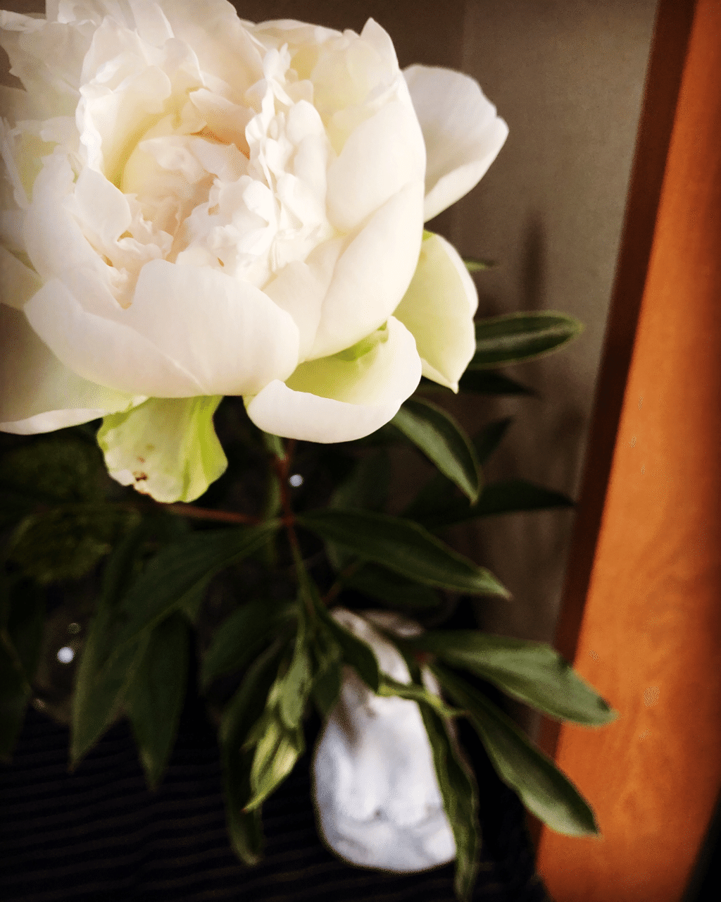 さいた さいた｜MIWAKO