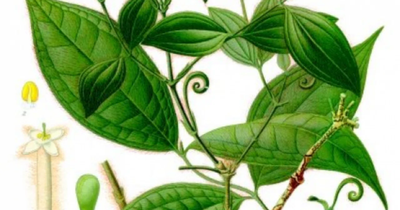 [Curare🌿] Potent Plant-Derived Alkaloid Poisons and Their ...