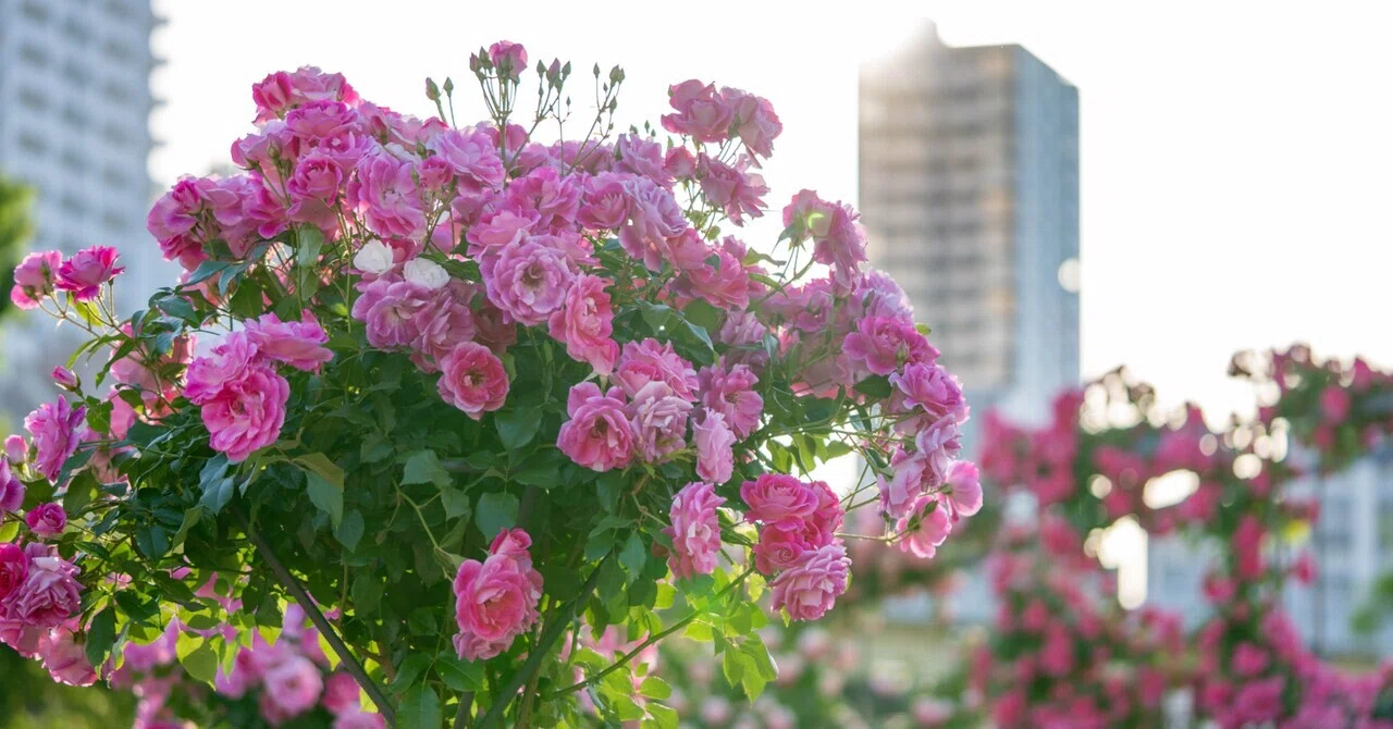 A Bouquet for You: On Mother's Day｜hana
