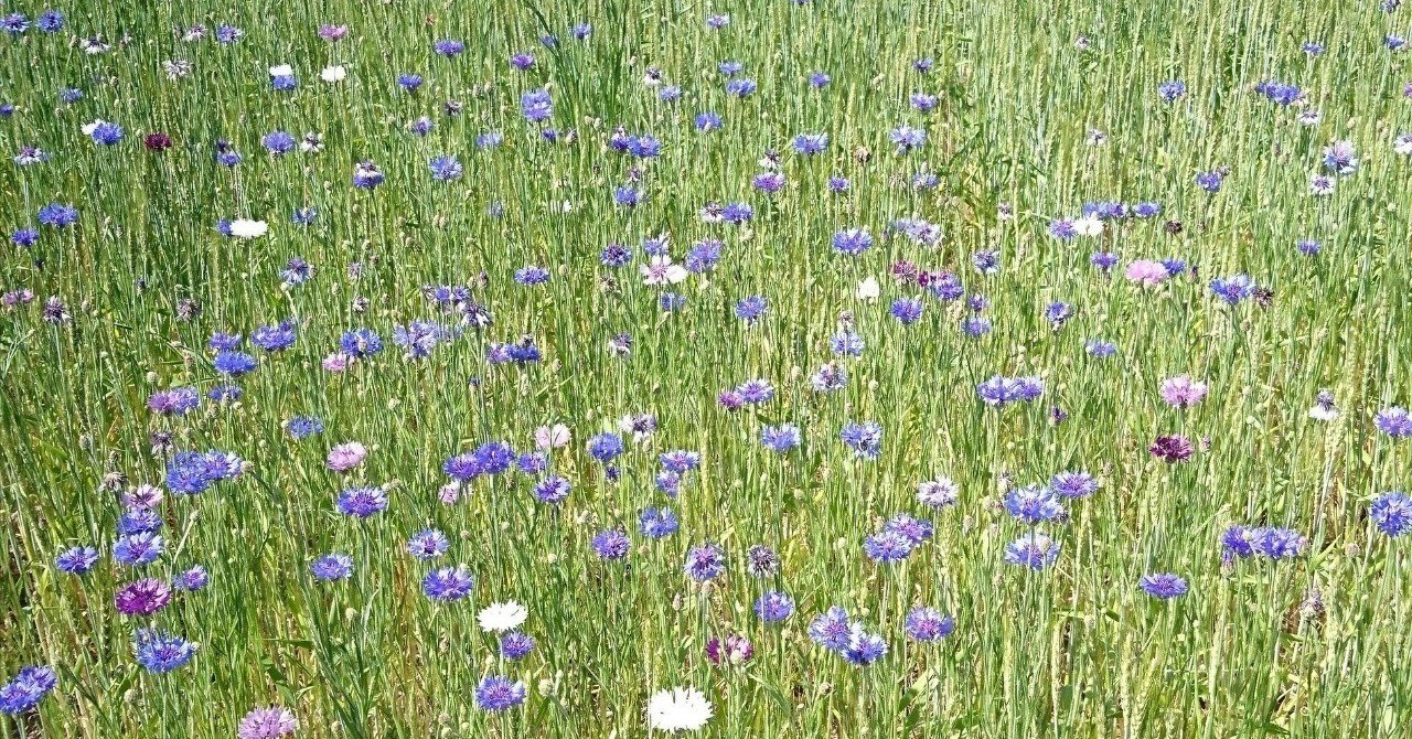 2020/06/05 (金) 花を買う未遂｜riko｜note