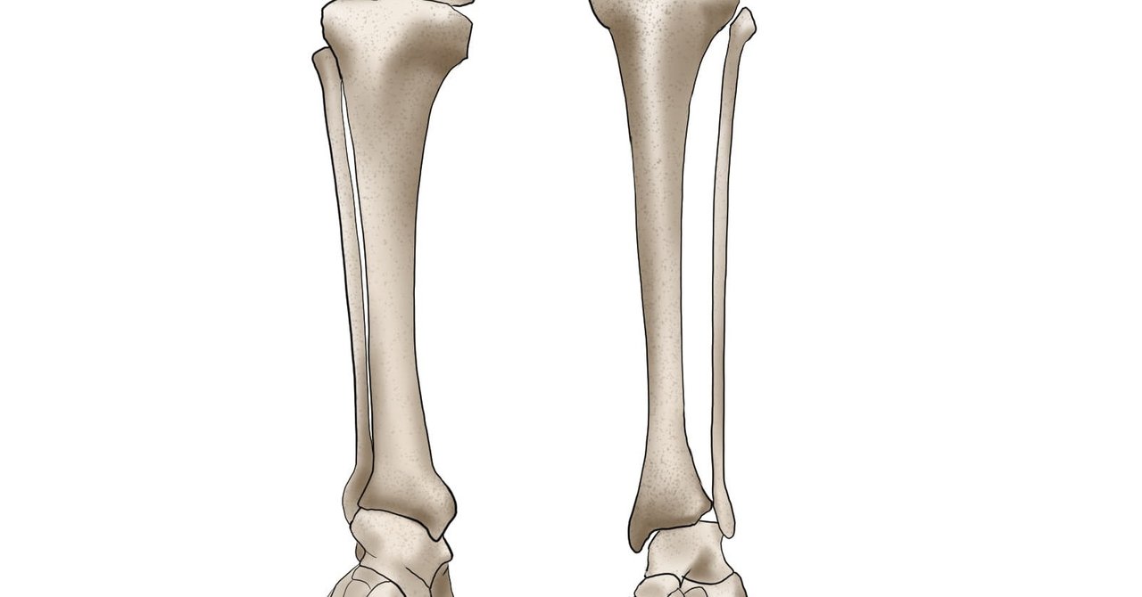 膝関節シリーズ〜その1：まずは学生レベルで〜｜Masashi.Anzai~動作･身体の専門家~