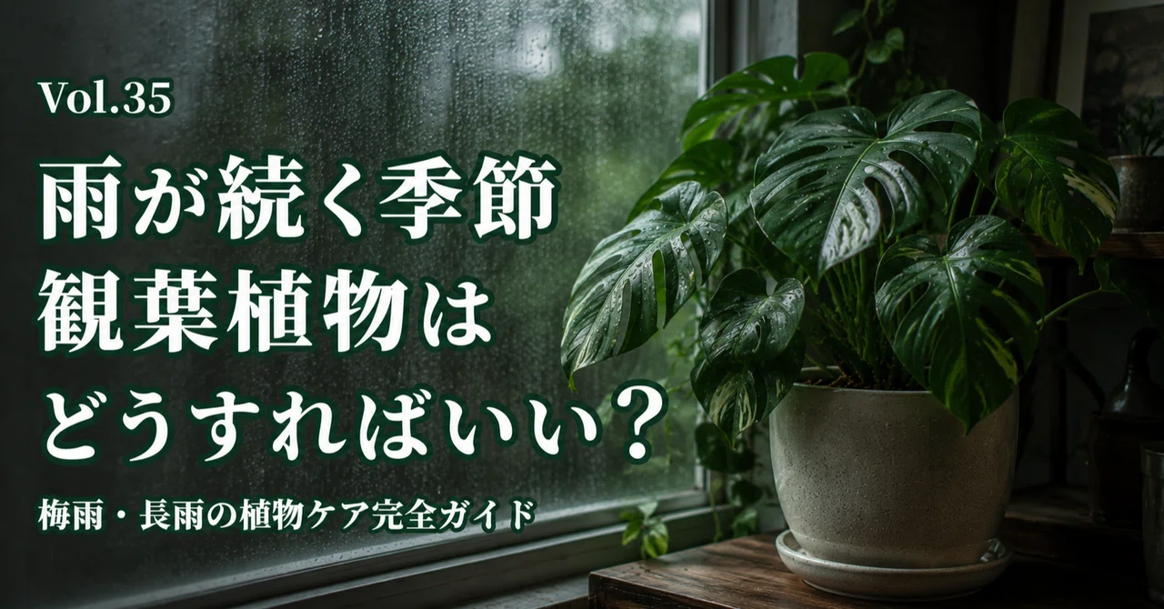 雨が続く季節、観葉植物はどうすればいい？梅雨を乗り越えるための5つの対策｜Biophilic Style