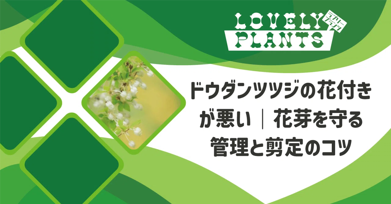 ドウダンツツジの花付きが悪い｜花芽を守る管理と剪定のコツ｜lovely plants@note