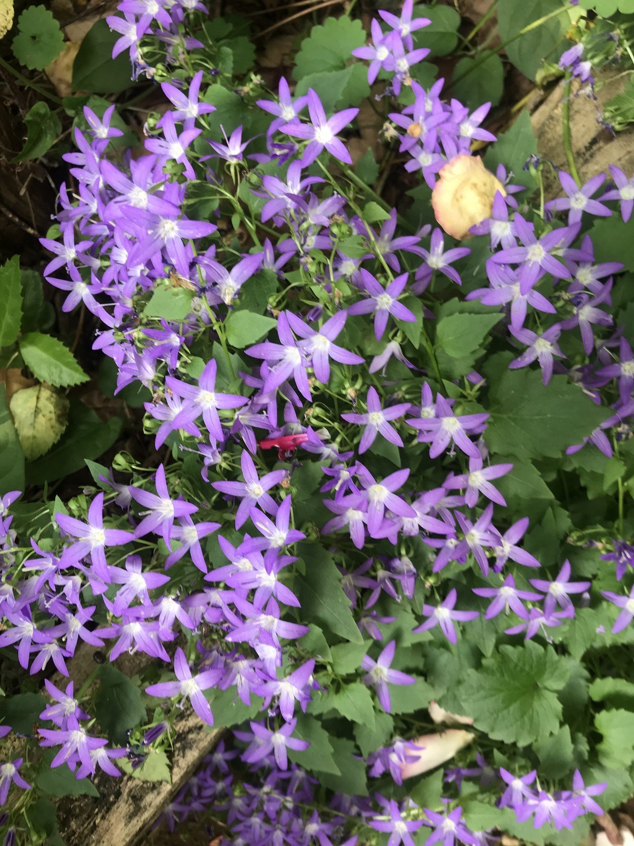 言いたいことは、基本的にこちらに書くようにする予定。｜Hackai Watanabe