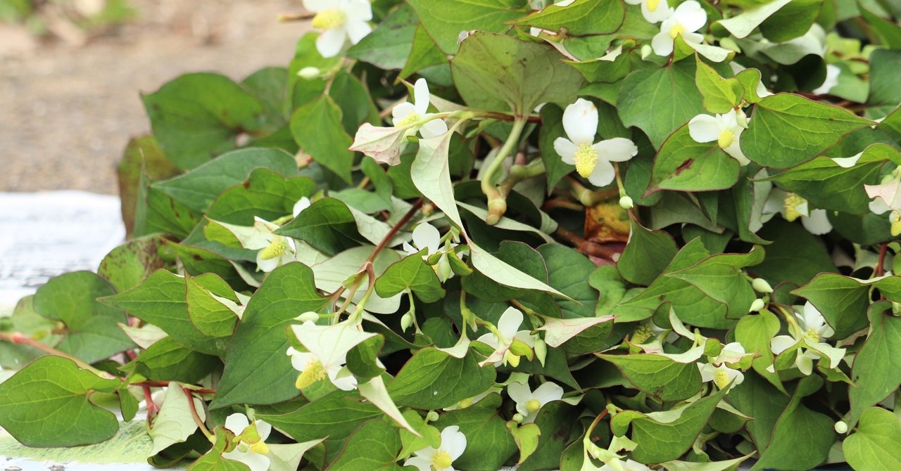 変化と進化｜Sosyu Kikuchi｜note