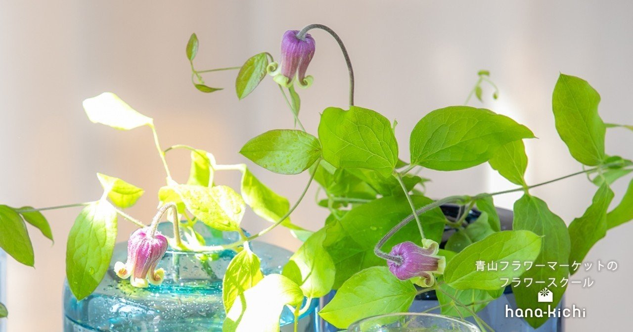 【Clematis クレマチス】踊るように咲く花。｜フラワースクール hana-kichi｜note