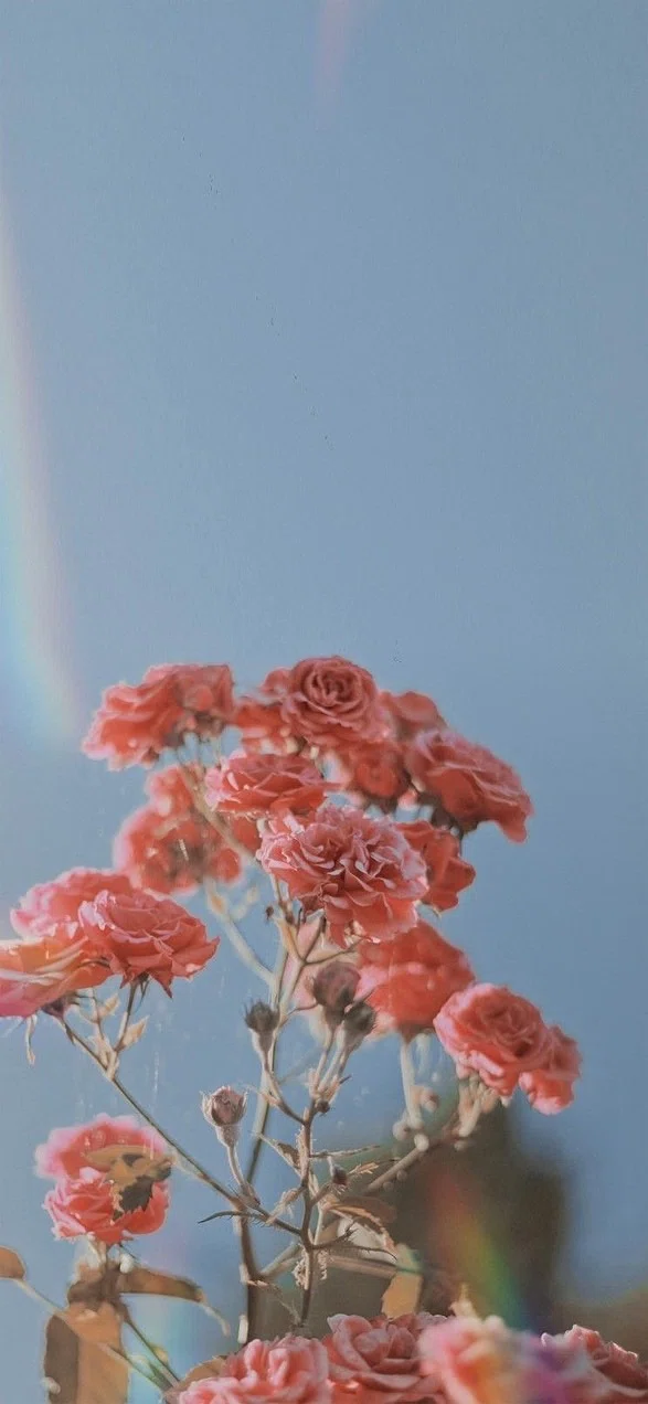 Sakura｜note