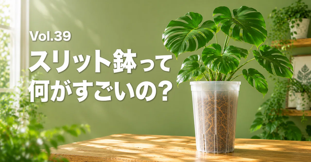 スリット鉢って何がすごいの？根っこのために設計された鉢の秘密｜Biophilic Style