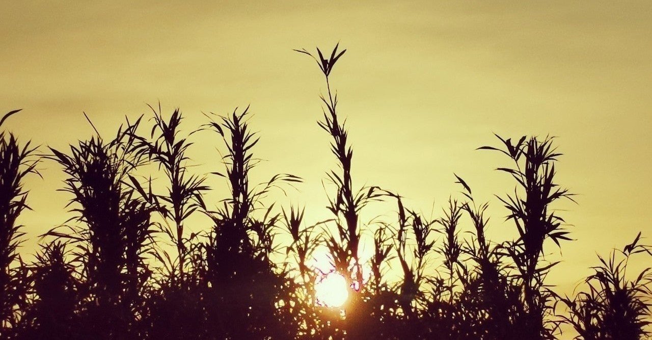 『有言実行、不言実行』｜Yoshiya｜note