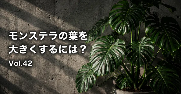 🌿 初心者必見！知っておきたい植物の選び方と育て方の基本 - 2026-05｜Biophilic Style｜note
