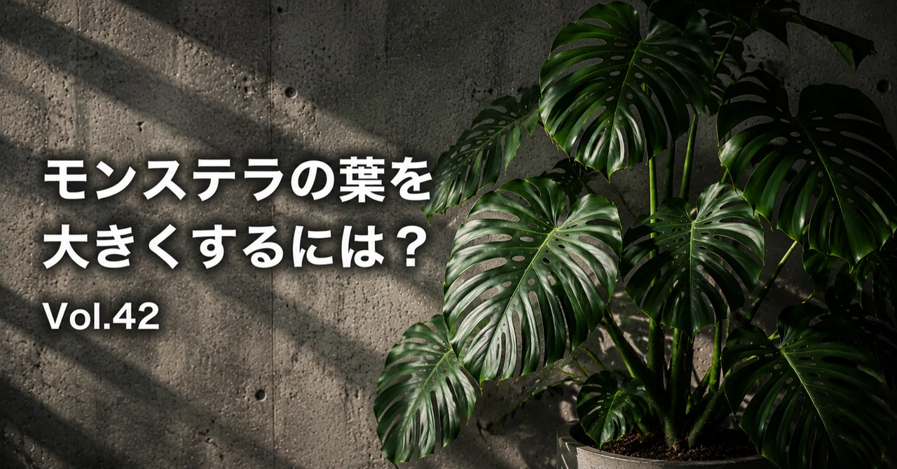モンステラの葉が大きくならない…その原因、じつは5つあります。｜Biophilic Style