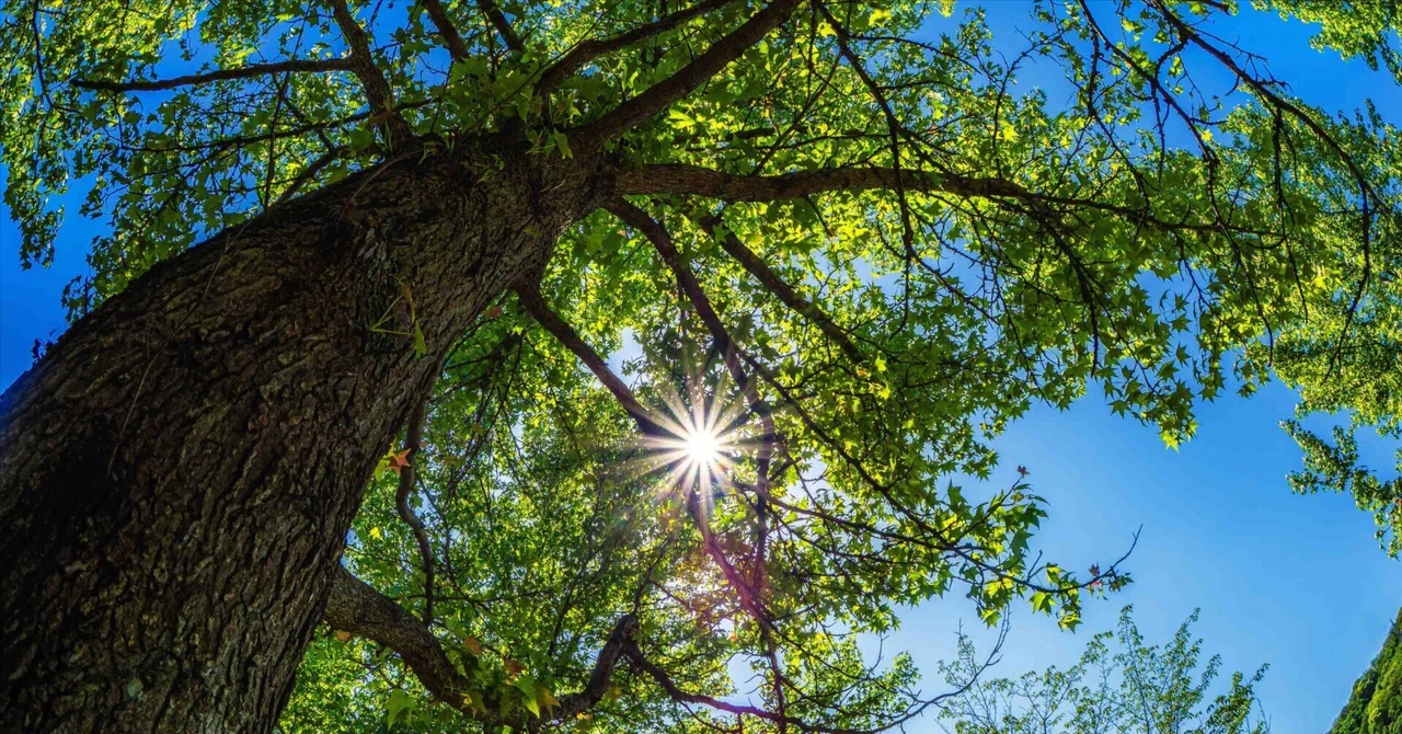 8mmの世界：見上げる森が教えてくれる3つのこと｜YUTA録