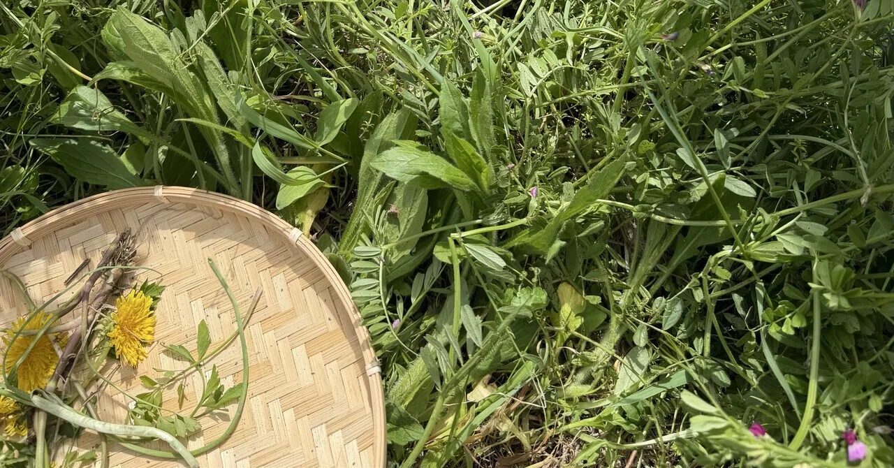 和ハーブの虜になっています🌿｜eko landscape