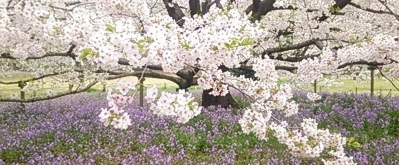 YOGA IS HOW TO LIVE.｜miyoga｜note