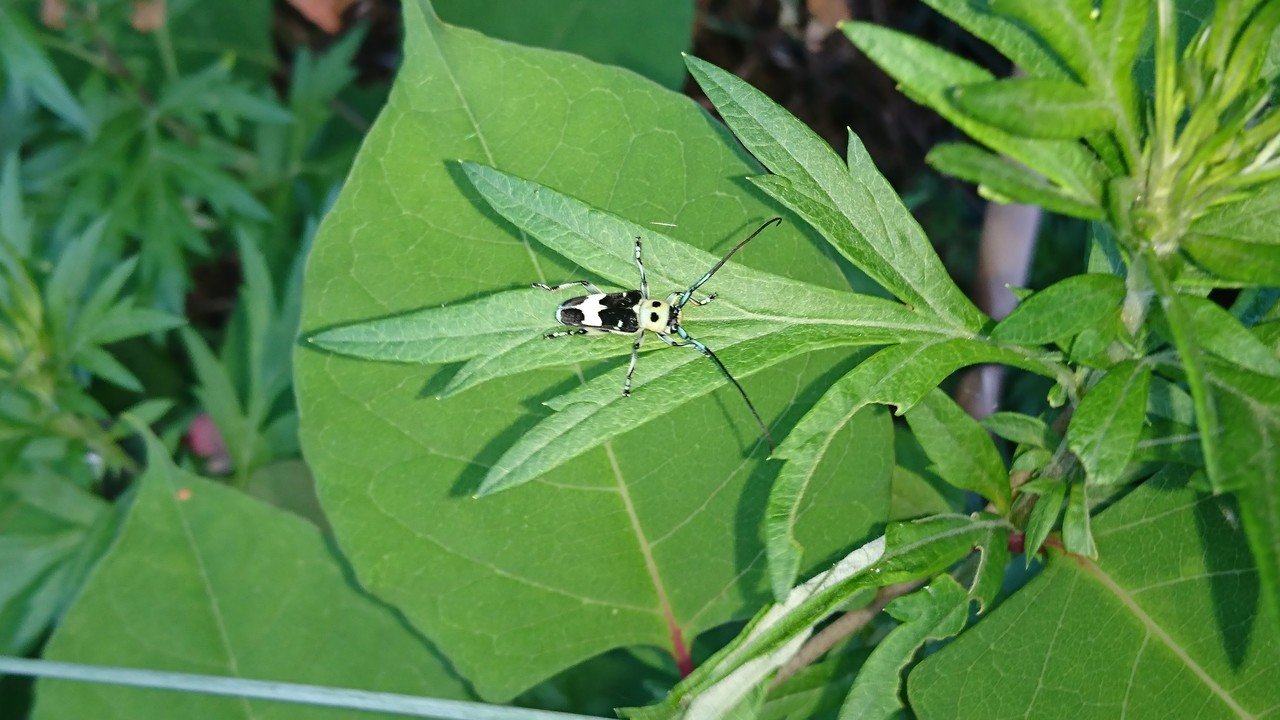 身近な自然は 季節を教えている。｜NORIKO MORISHIMA｜note
