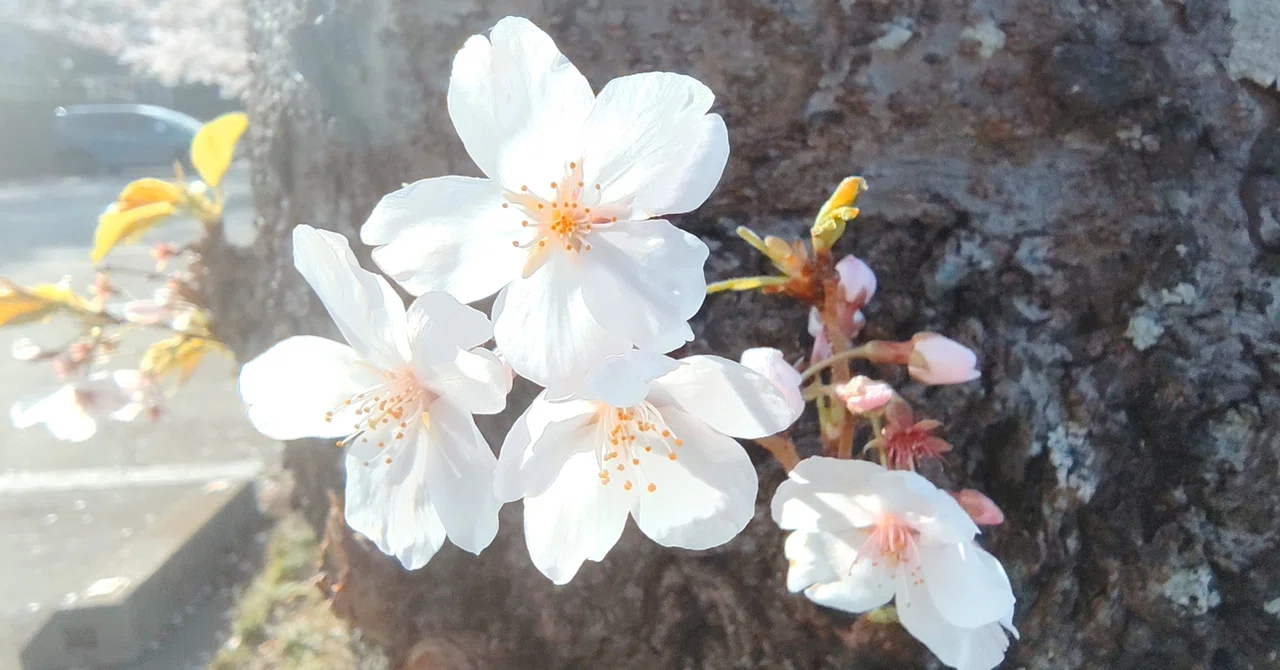 名は命｜Blessing