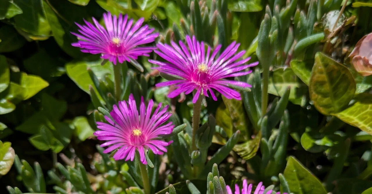 Hardy perennials with vibrant flowers that color the garden｜きょんた