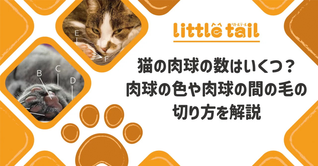 猫の肉球の数はいくつ？肉球の色や肉球の間の毛の切り方を解説｜little tail｜note Blog