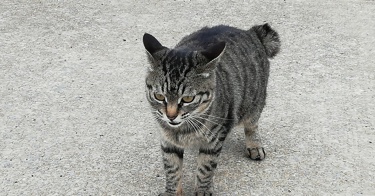 6.12 bugenボクシング｜武現塾佐世保支部