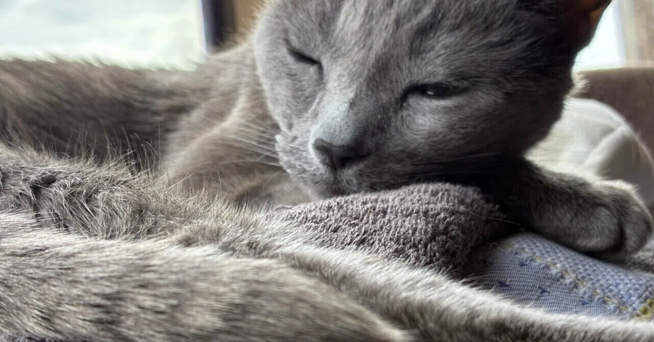 猫のはなし（ロシアンブルー）⓭｜merci