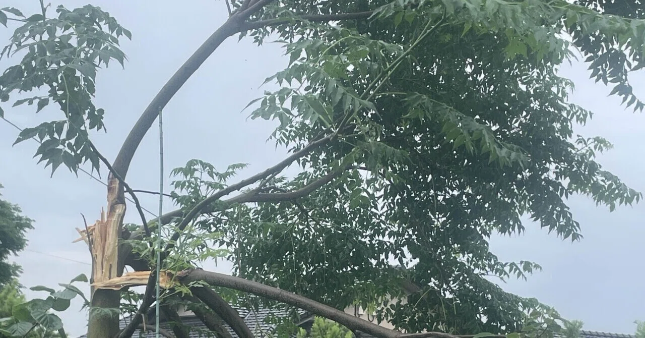 台風で木がばっきり折れました｜Happy☆Smile 自然療法アニマルホメオパス