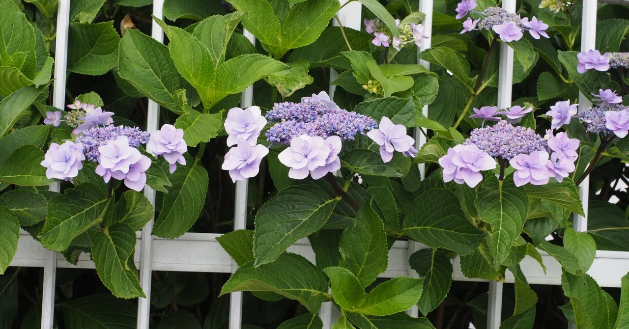 Flower Journal June 2026 Week 1: Hydrangea (Hydrangeaceae, Hydrangea ...