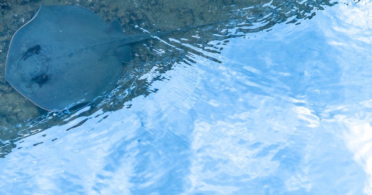 reflection/distortion_fish_04 (photo gallery)｜ぷらいまり。