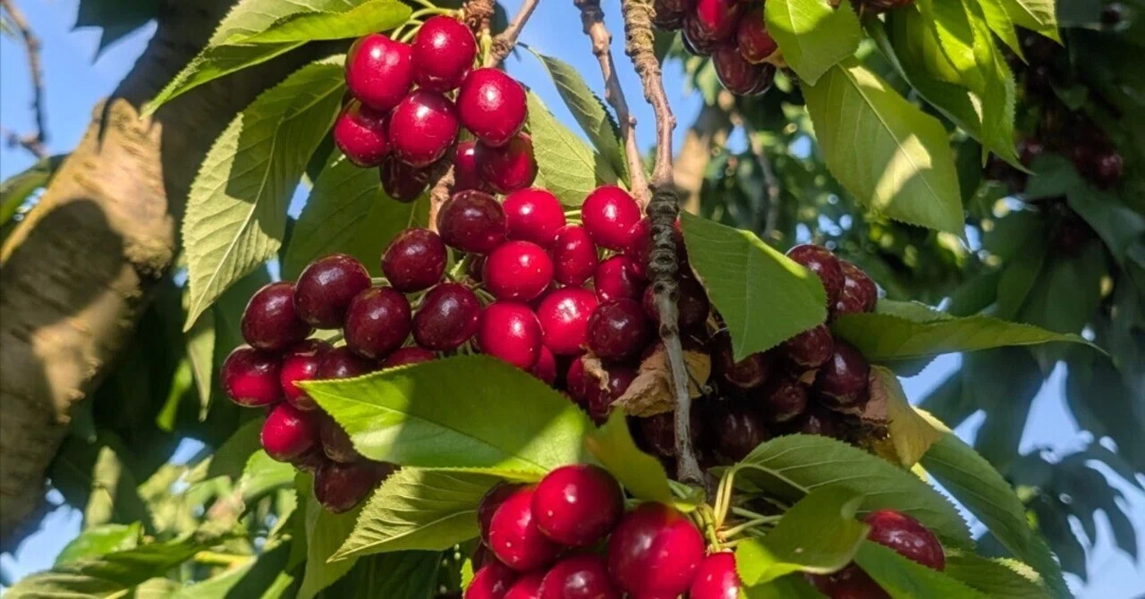Thoughts at a Cherry Farm｜Yuichi Fubuki
