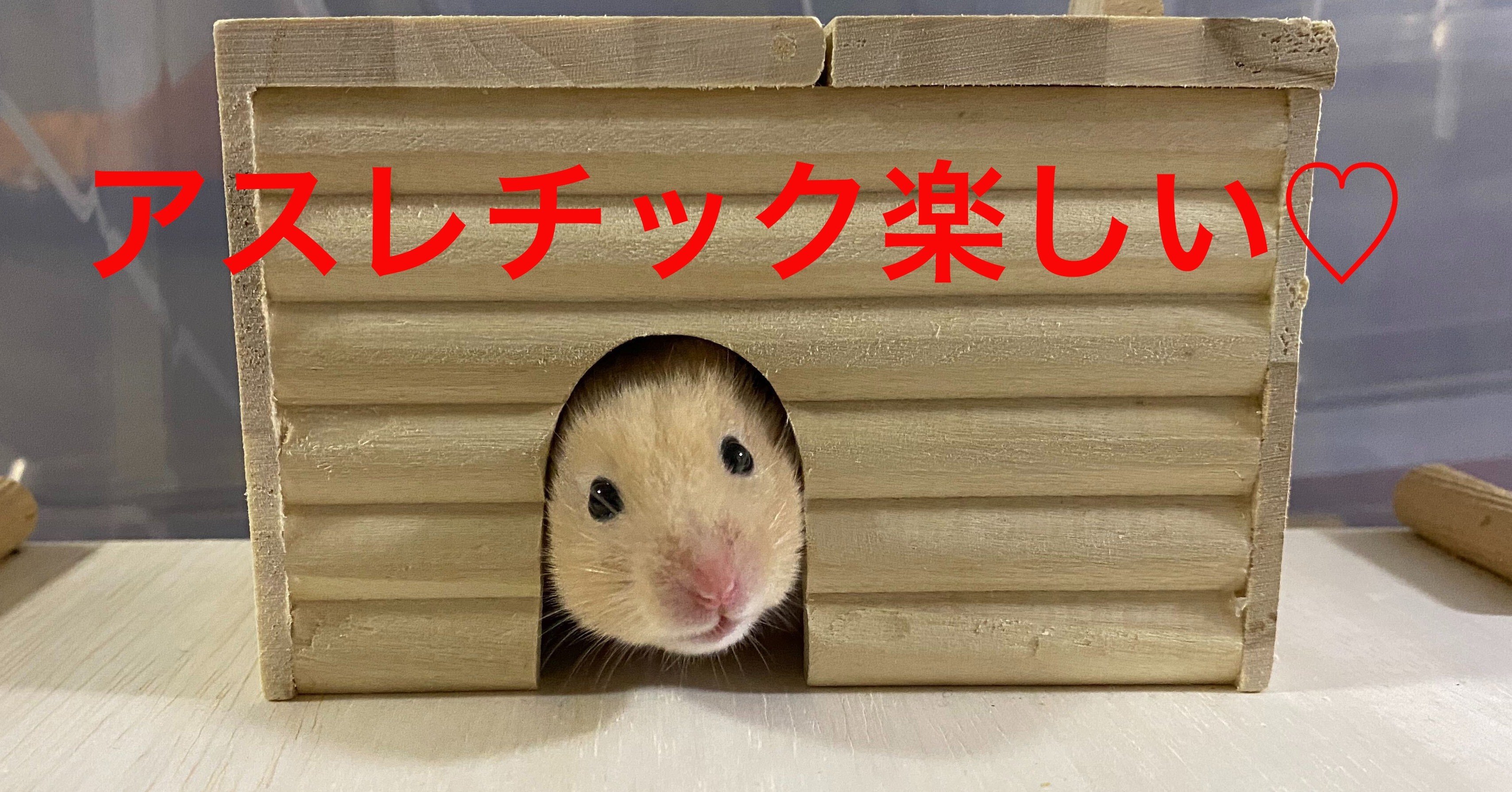 ハムスター飼育日記51日目(2020/6/15)|サトウショウヘイ ハムスター飼育日記51日目(2020/6/15)|サトウショウヘイ