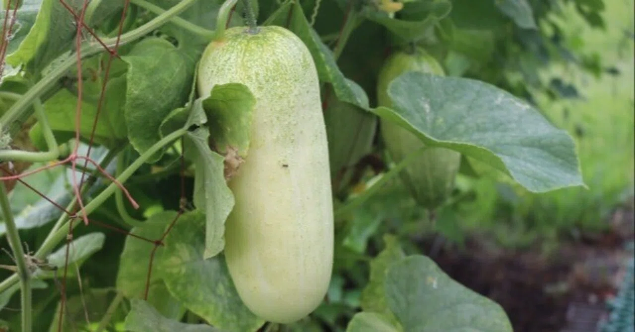 きゅうりの常識が崩壊！？🥒 【加賀太きゅうり】｜808青果店