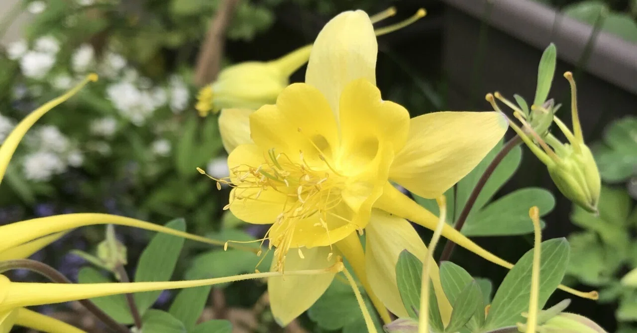 【恋に花咲け、植物男子！】5 週末の約束～モエ～（5－1）｜いなば海羽丸