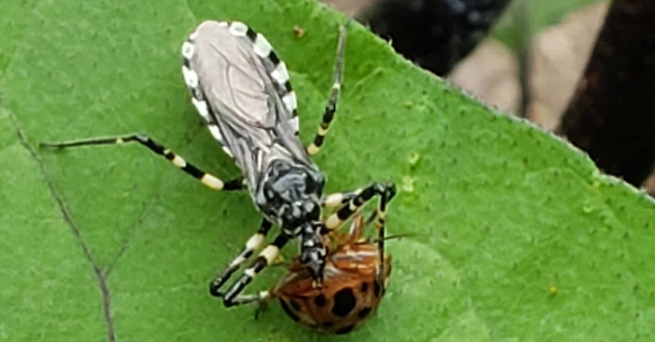 Innocent until proven guilty: Do you know the insect called the ...