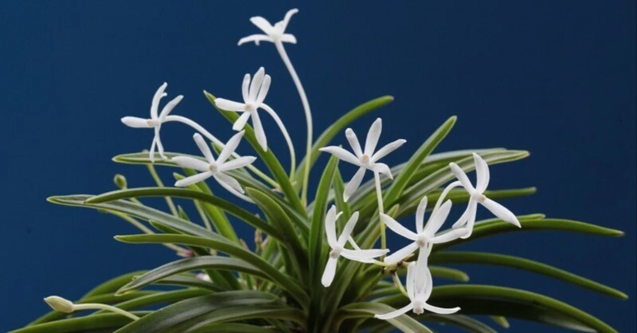 富貴蘭「星 車」の花（過去の画像倉庫から）｜KJ Morison