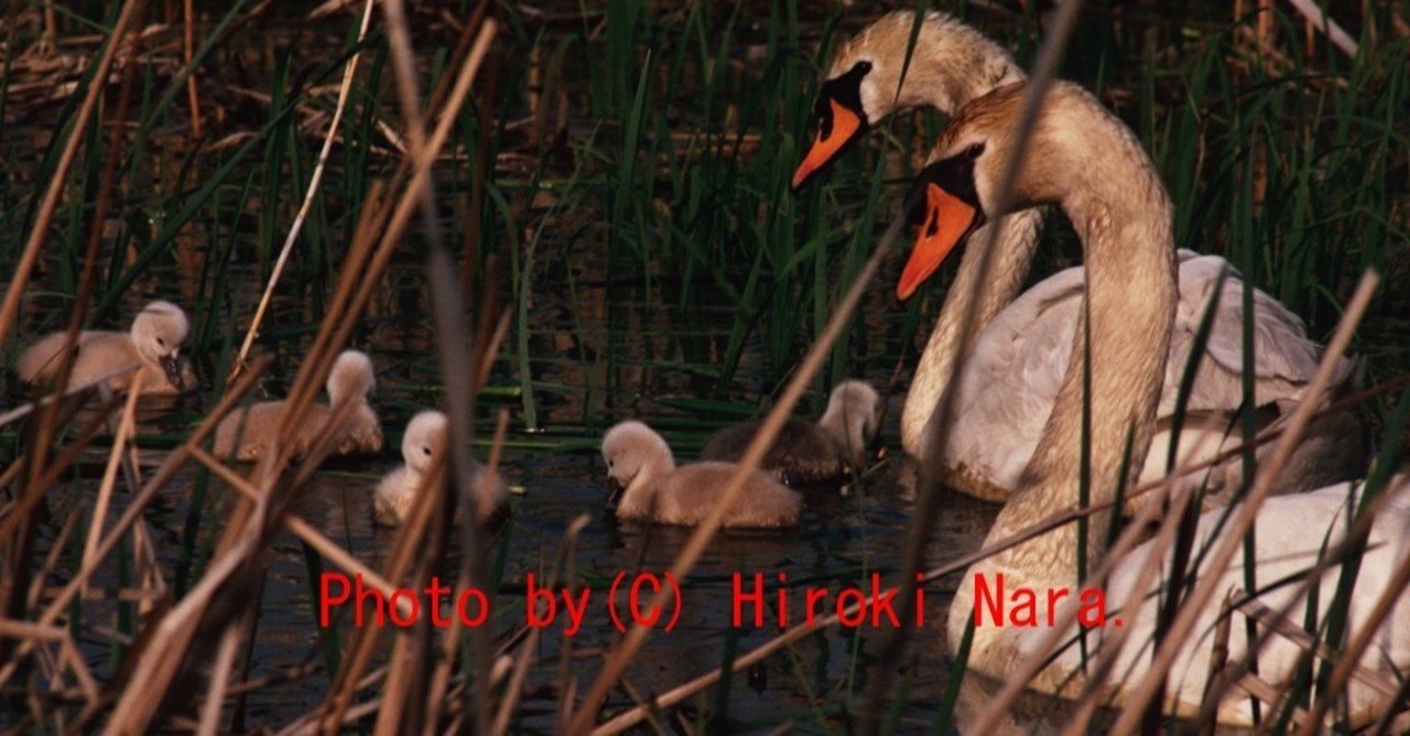 ポンペオ米国務長官 中国の香港への対応次第｜hiroki-nara