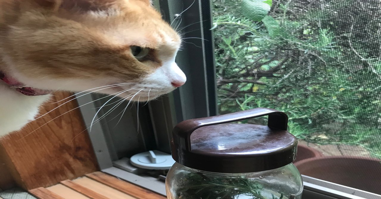 ローズマリー酵母｜Hackai Watanabe｜note