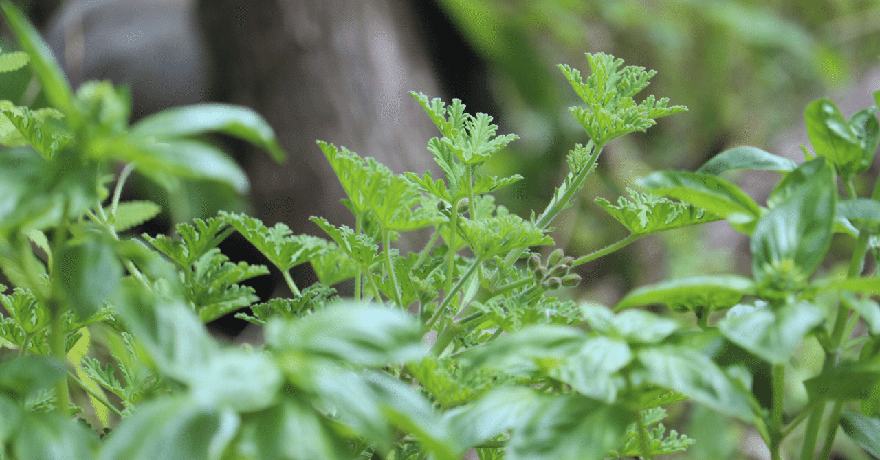 ハーブが好きな理由｜Sosyu Kikuchi｜note