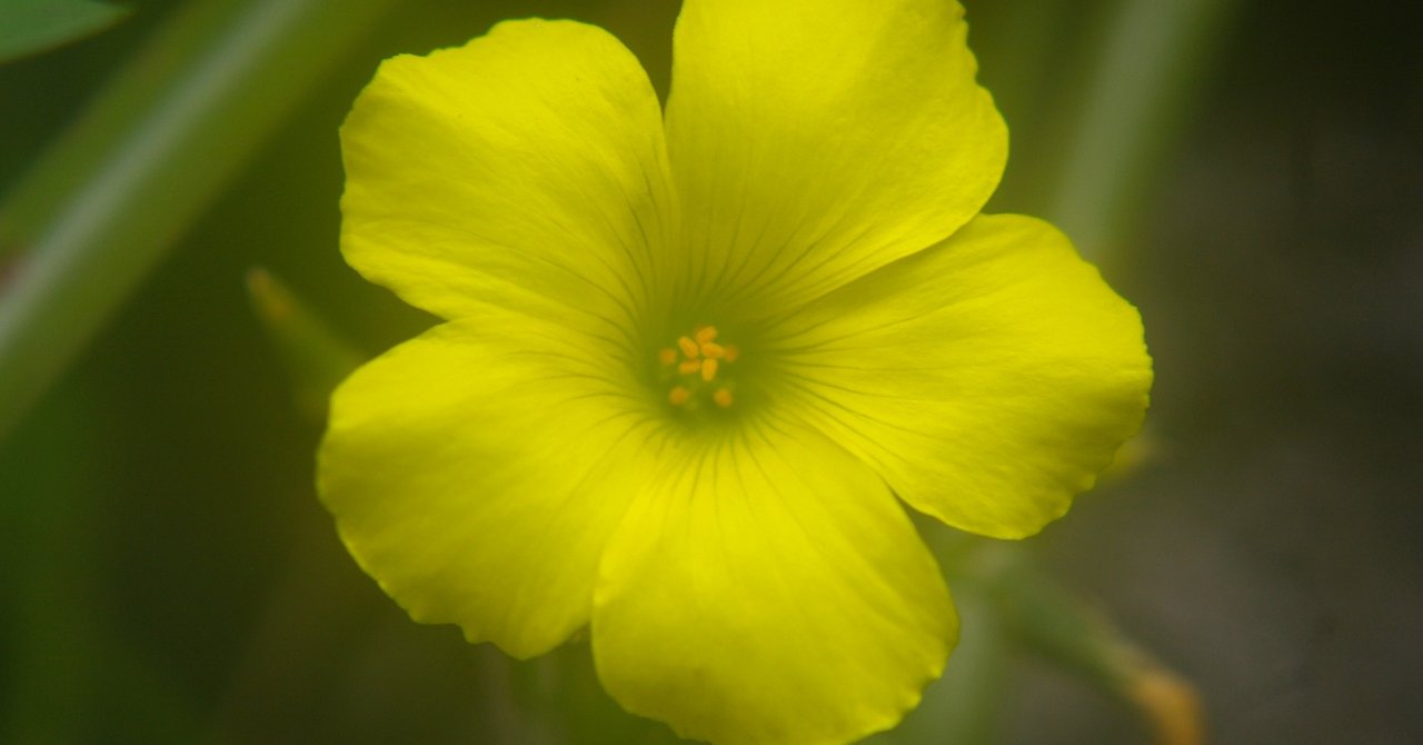 花みくじ｜Cosmic Suzu