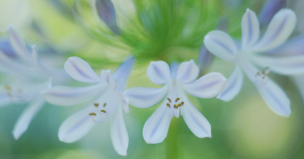 ai-no-hana｜K.zaki｜note