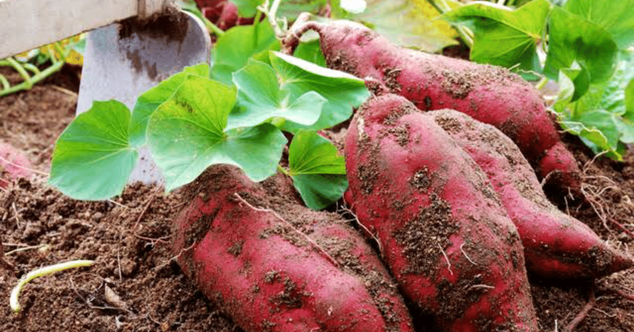 サツマイモ｜Jien'sマガジン