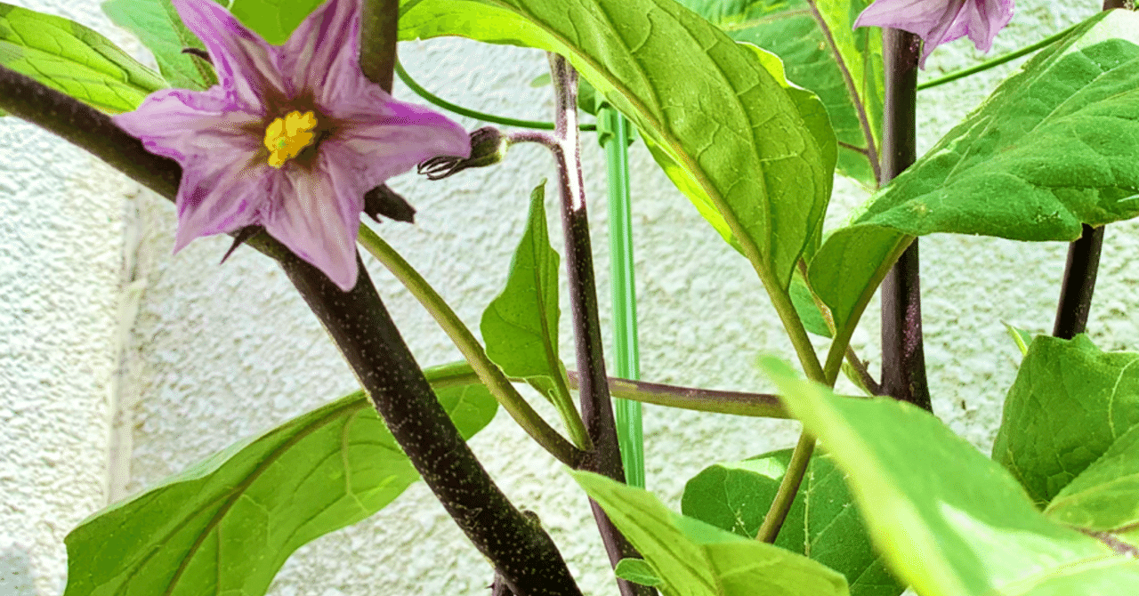 何にも属さない｜Mamiko Hosokawa｜note