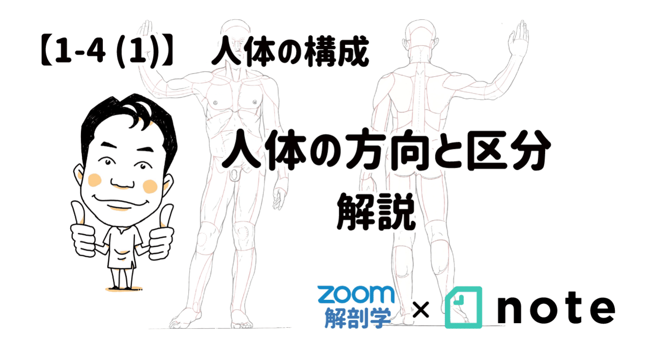 人体の方向と区分」の新着タグ記事一覧｜note ――つくる、つながる、とどける。