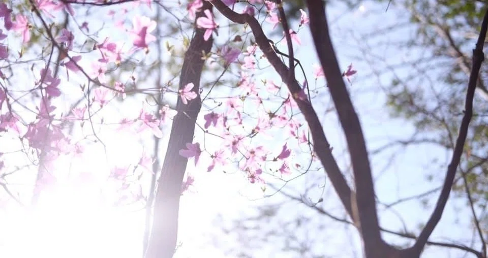 manaki｜note