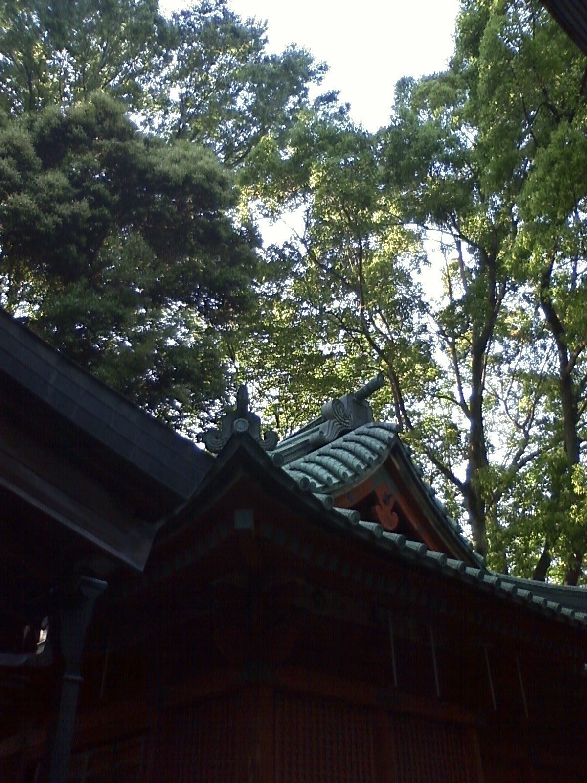 木 Wood｜安藤優 Masaru Ando