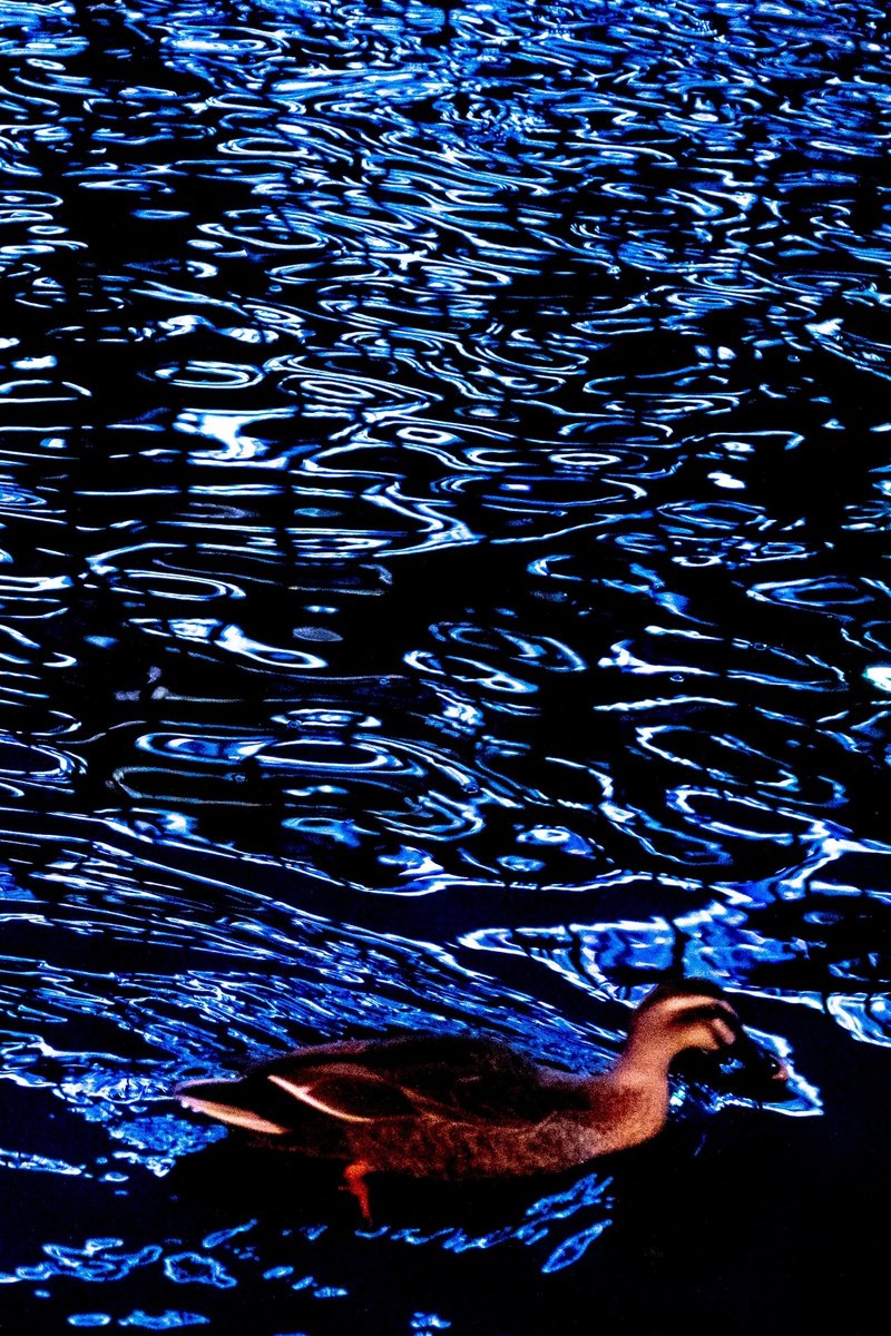 reflection/distortion_bird_08 (photo gallery)｜ぷらいまり。｜アートライター