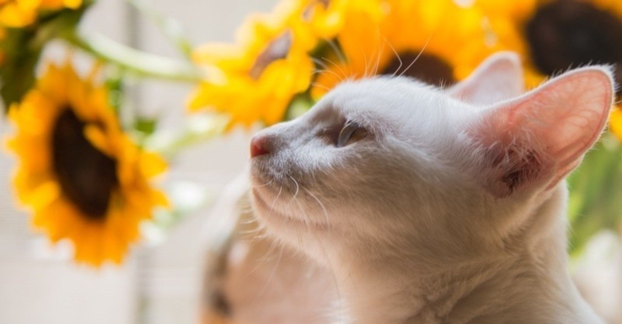 蝶の羽ばたき（参の巻）｜ちかみつ -chikamitsu lab-