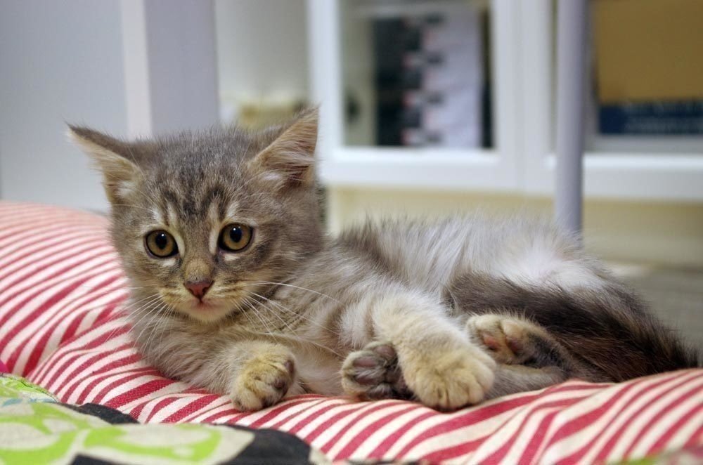 星野りかこ｜note