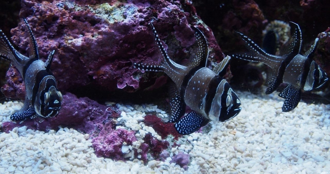 なりたい自分｜ダイアナ京子